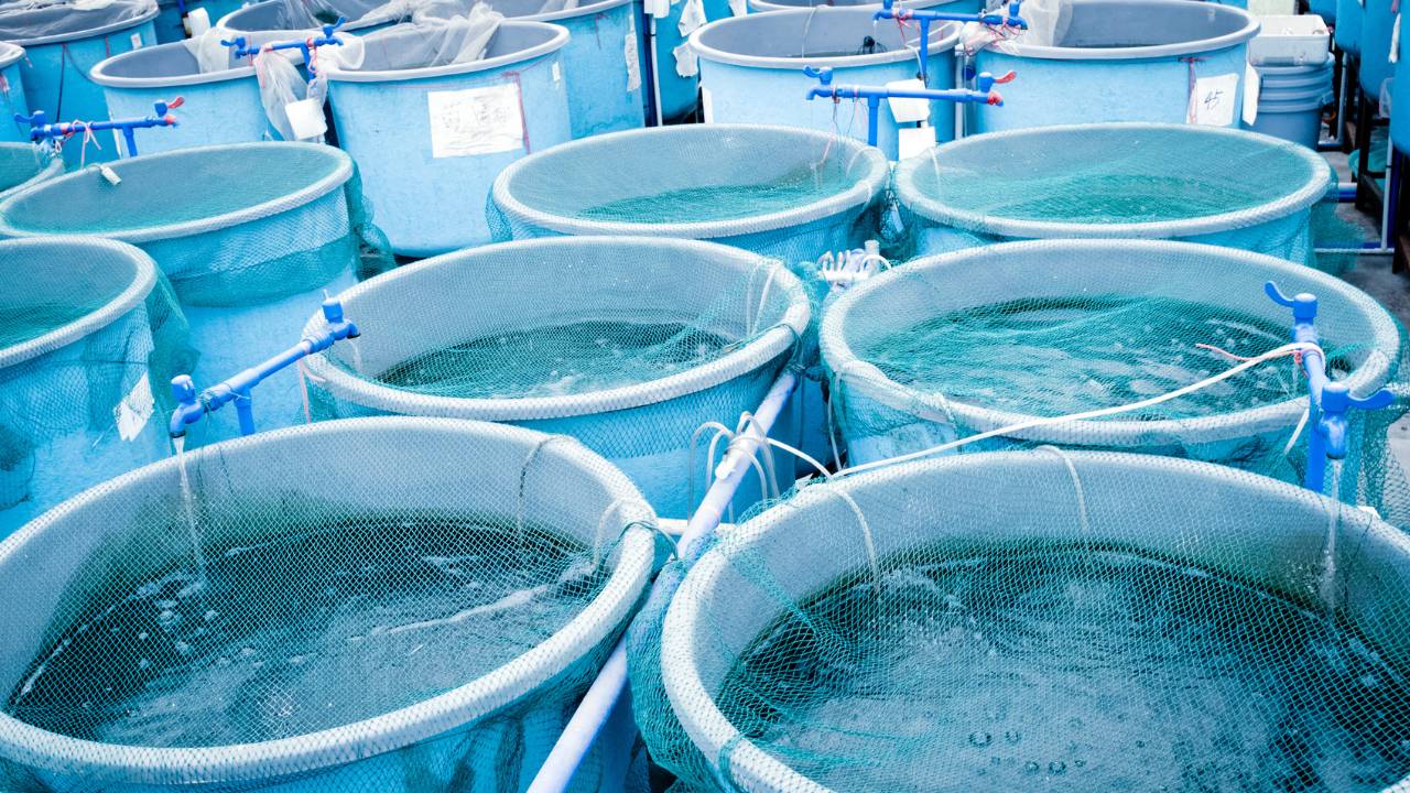 ¿Qué es un acuicultor y qué hace?