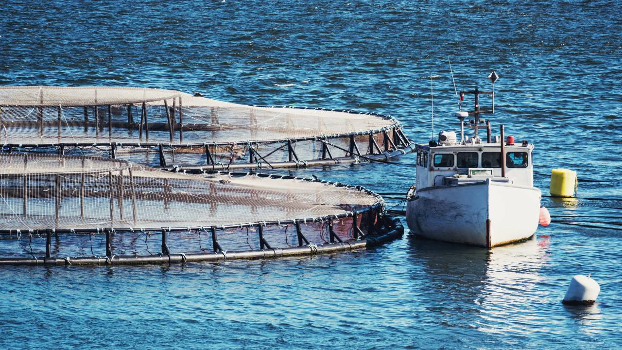 ¿Qué es un acuicultor y qué hace?